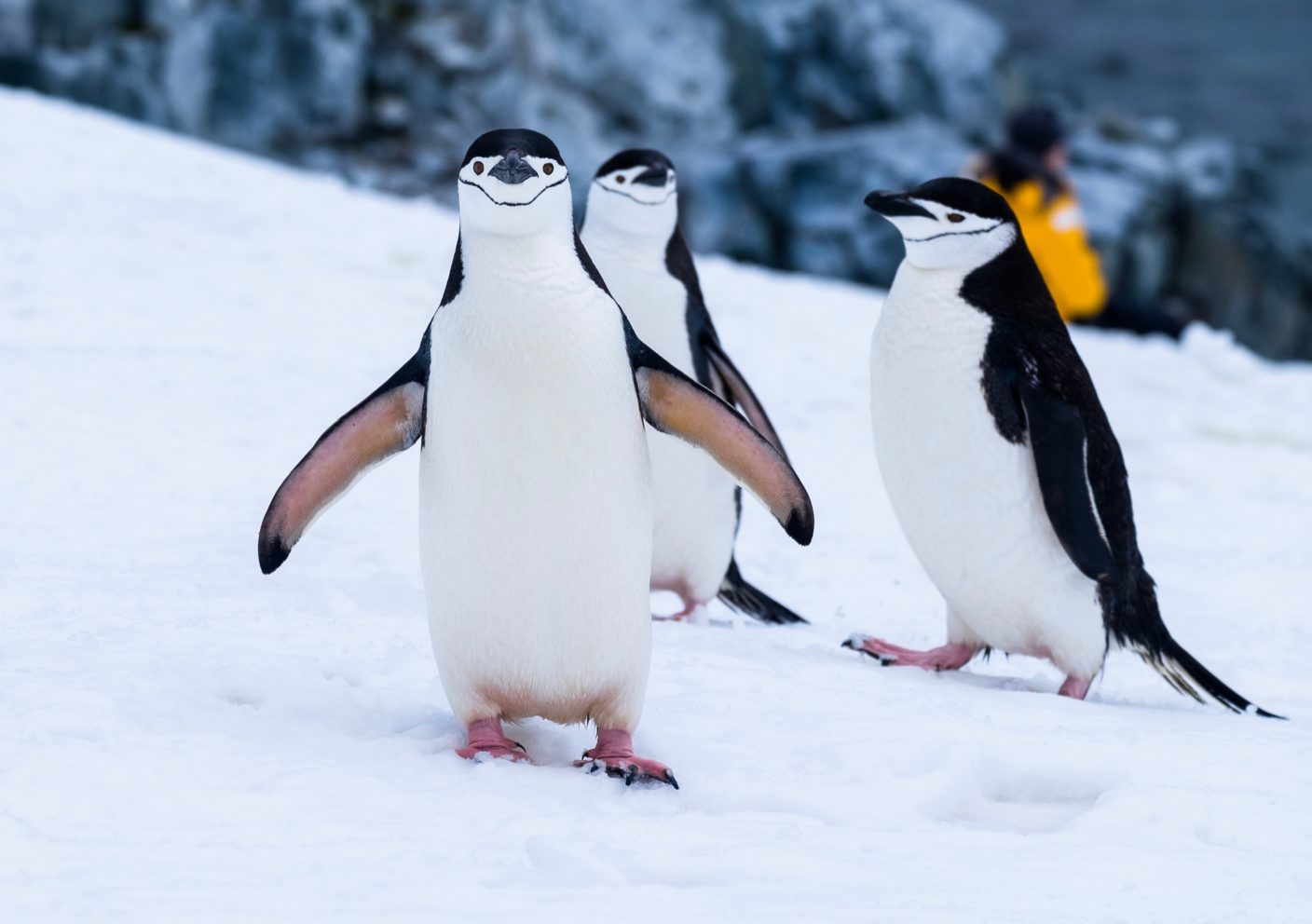 Voyage to Antarctica - Journey to the White Continent | Expedition Trips
