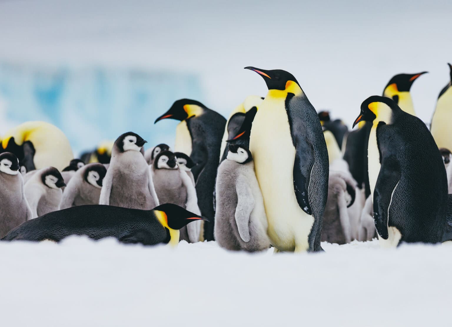 Snow Hill Expedition: The Epic Emperor Penguins Colony