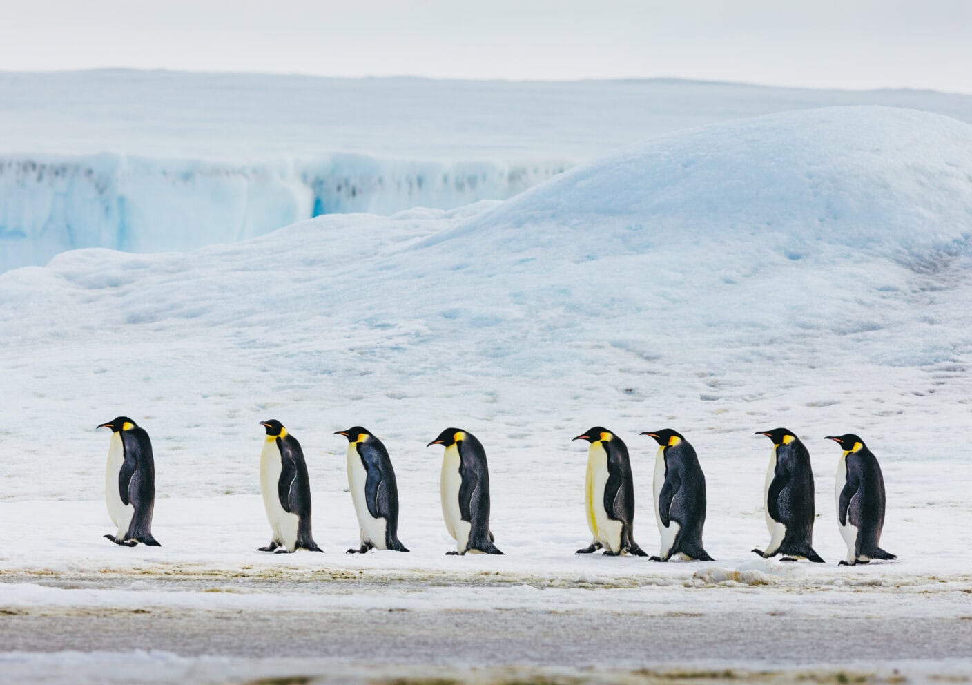 The Emperor Penguin Quest: Snow Hill Expedition | Expedition Trips